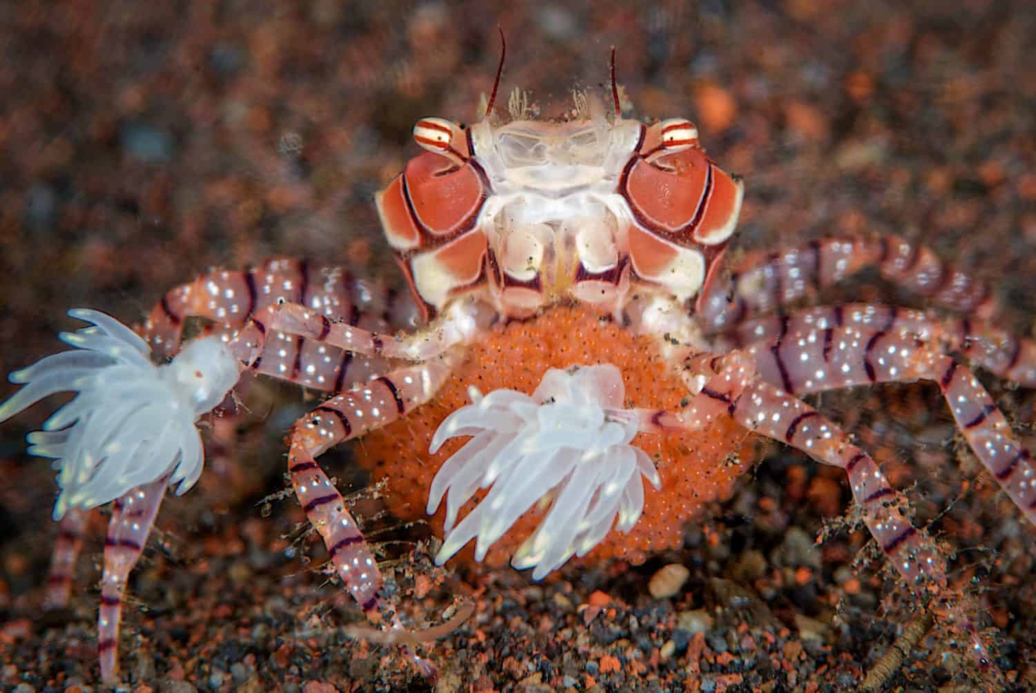 The sea’s tiny gladiator: Why this crab never goes anywhere without its ...