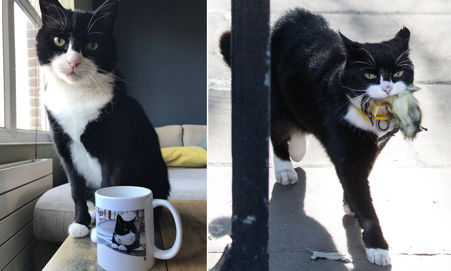 Palmerston the Foreign Office's retired cat dies in Bermuda - No 10 ...