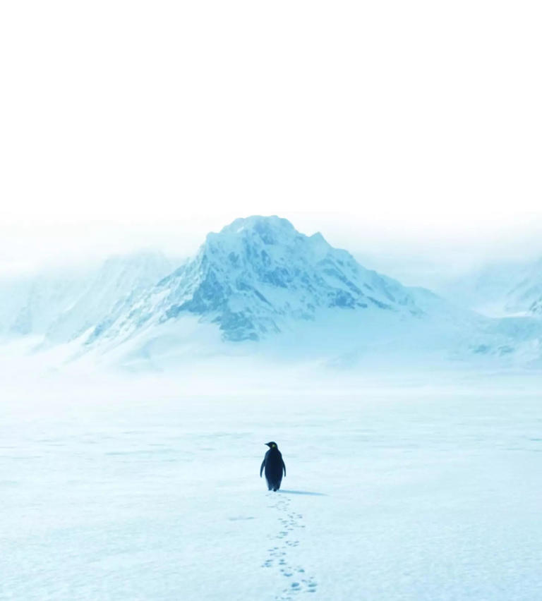 Why Werner Herzog’s lone penguin from Encounters at the End of the ...