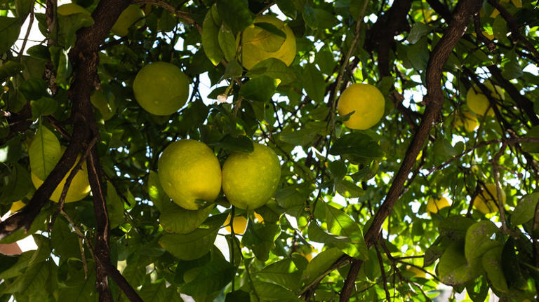 The best way to prune a citrus tree, depending on its age