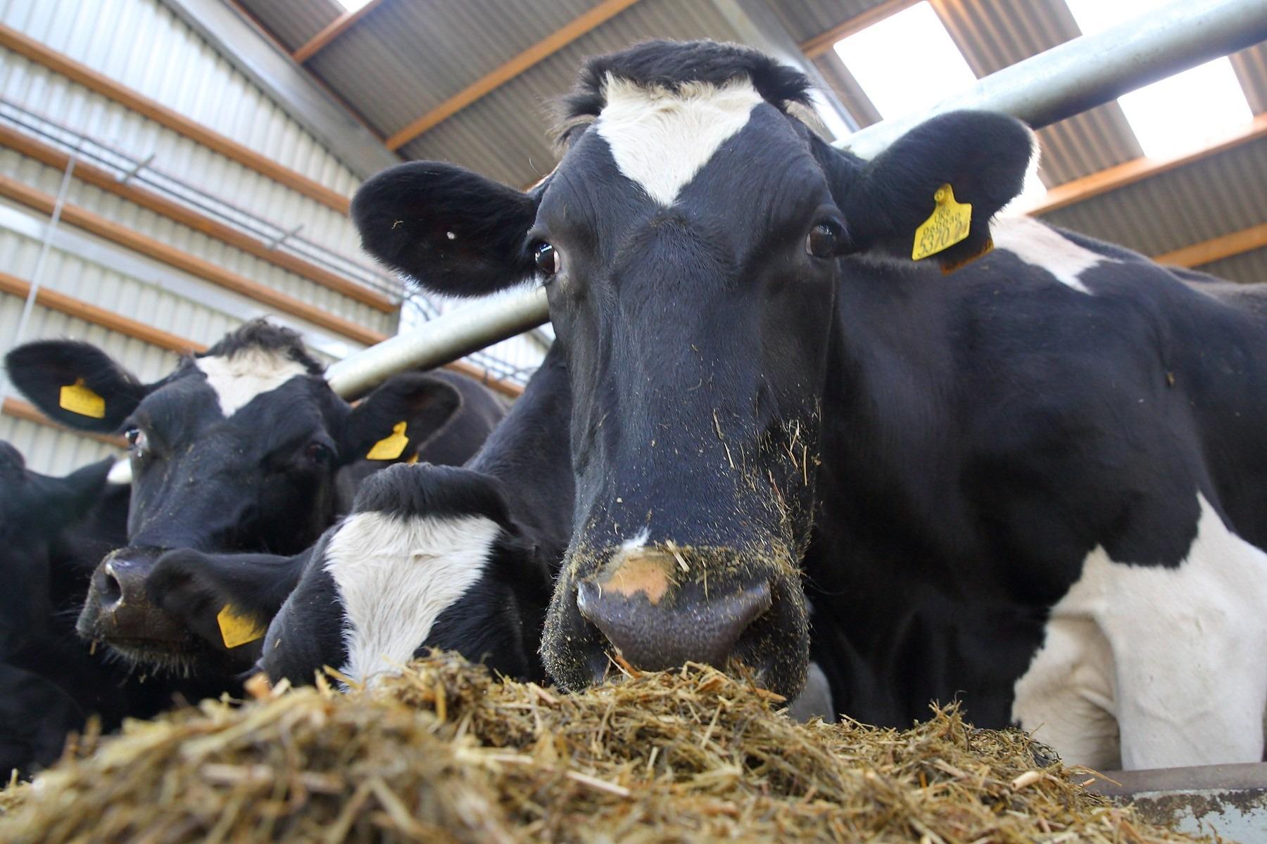 Commodity watch: New year brings significant challenges to dairy sector