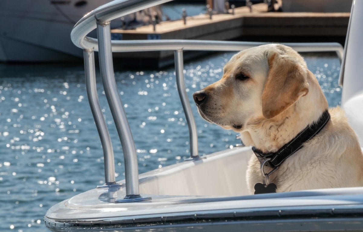 Dad’s fishing trip with his yellow Labrador takes a hilarious turn