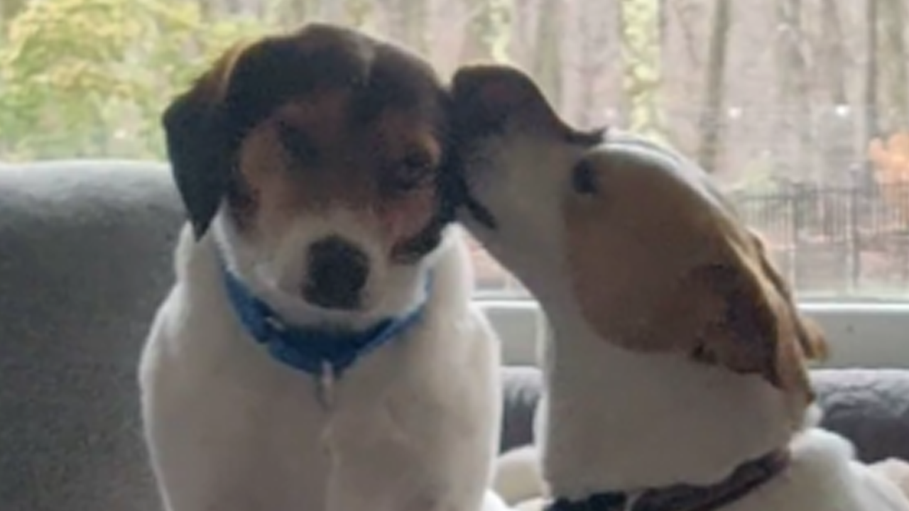 Dog playfully nibbles another dog’s ear