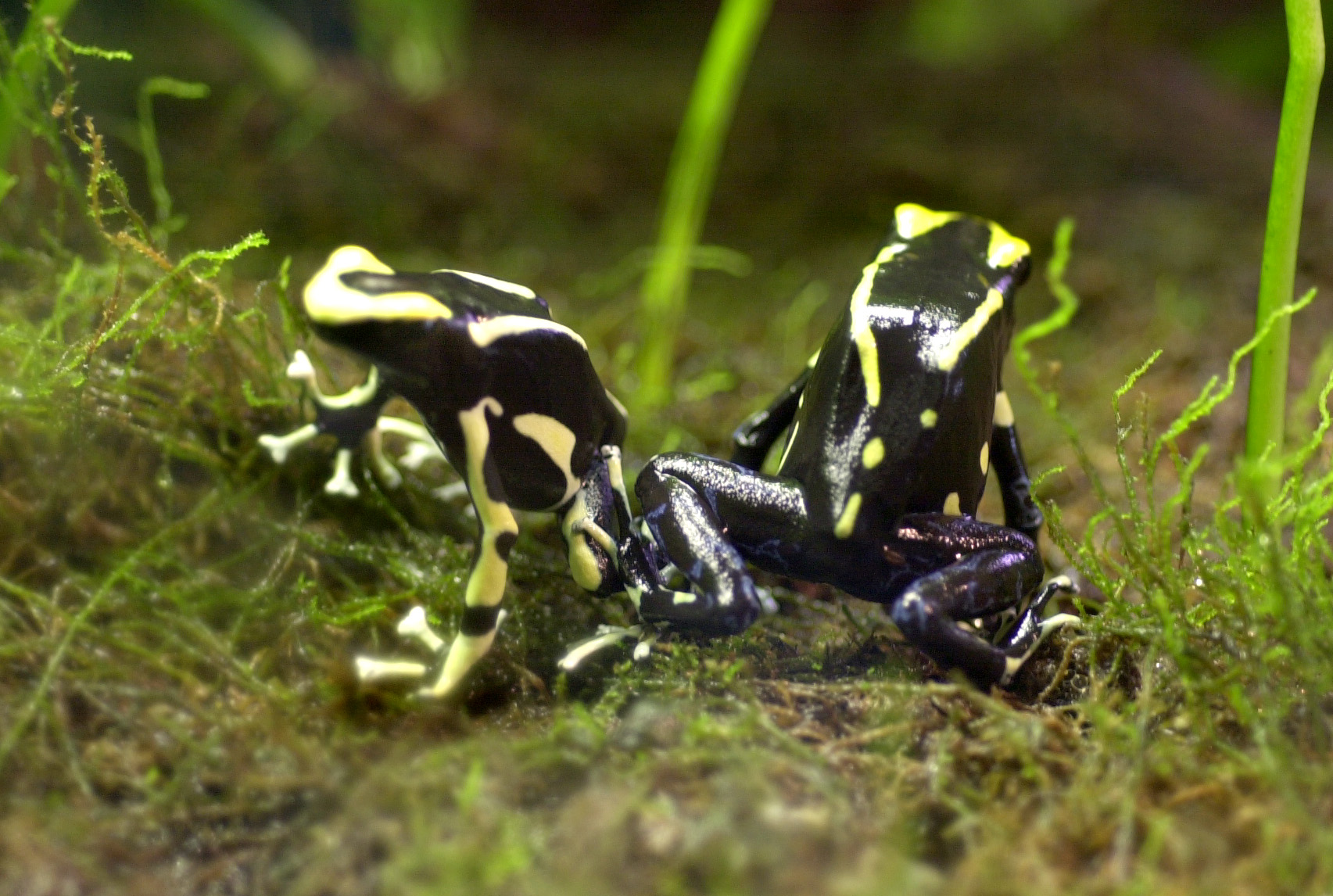 Daily diets of poison dart frogs in the wild cause deadly toxins