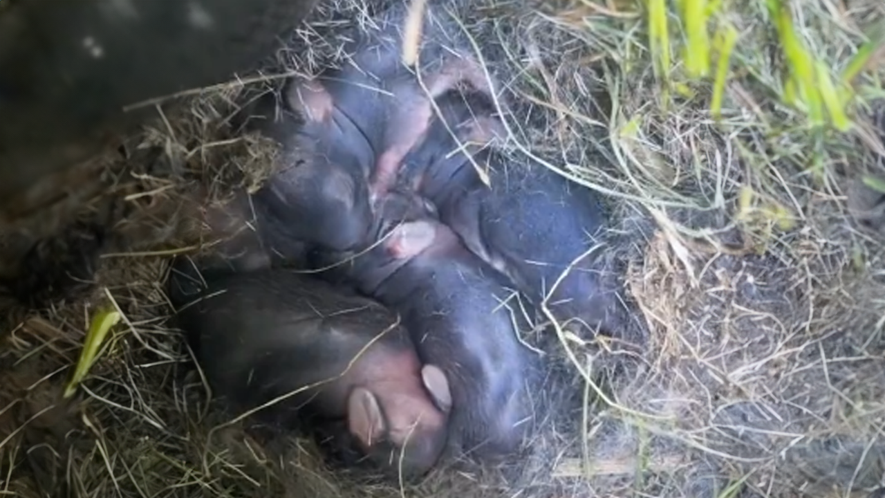Discovering 5 newborn bunnies in a carrot bucket