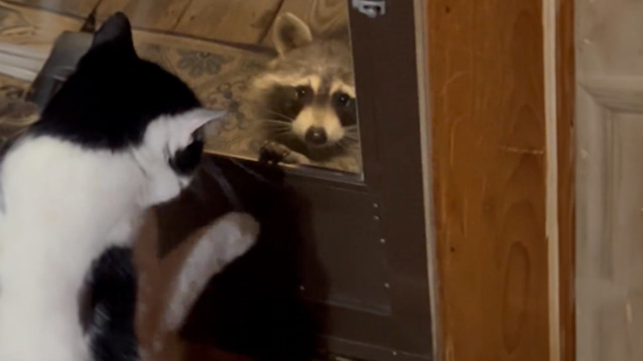 Cat has a funny standoff with a raccoon
