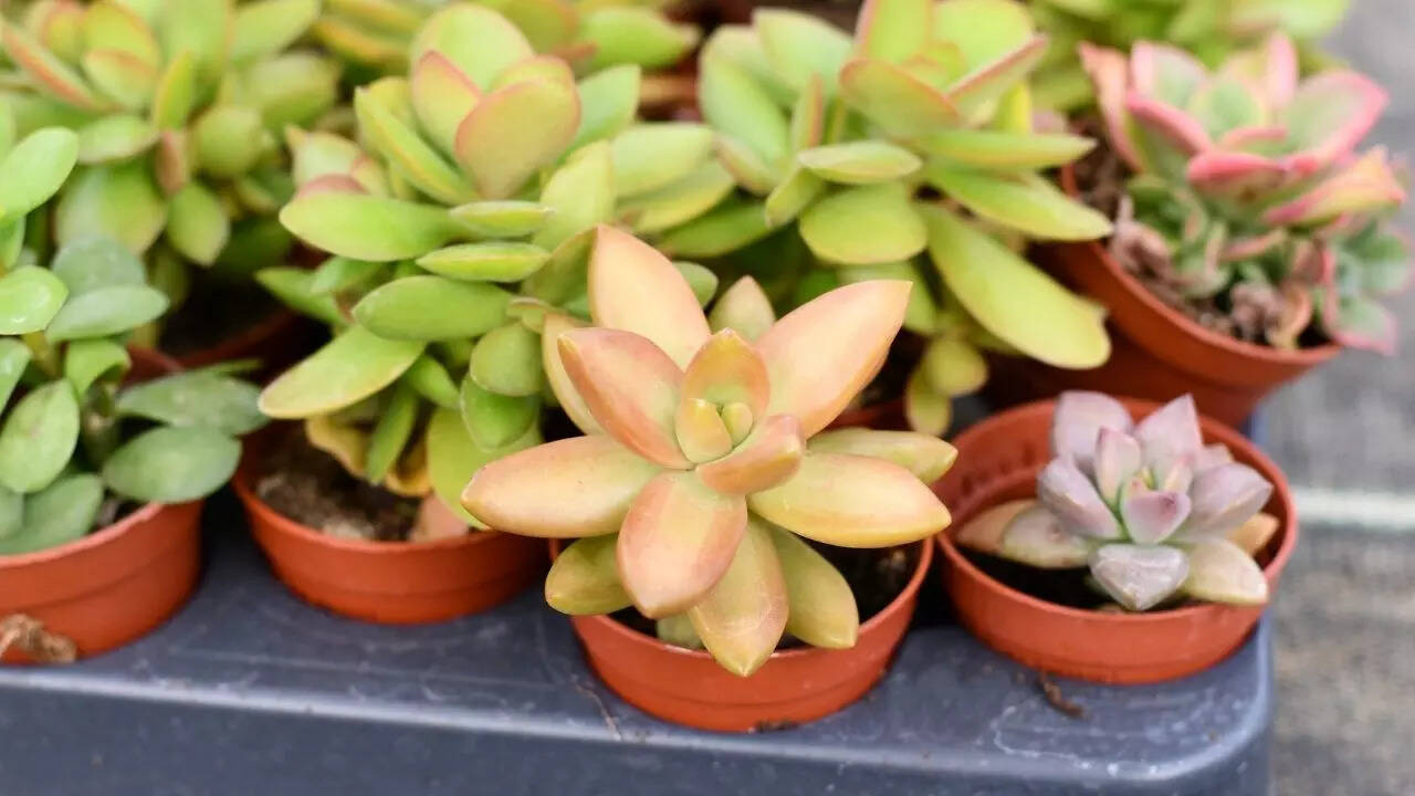 7 colourful succulents for sunny balconies