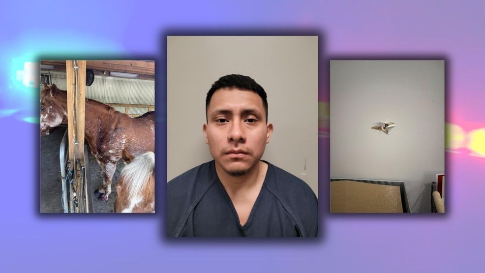 Stray bullets from backyard target practice strike horse, neighbor’s ...