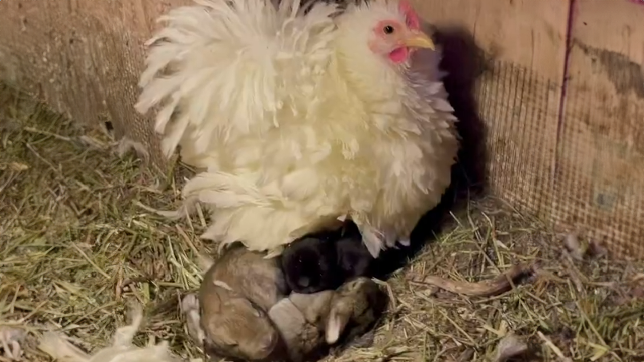 Chicken snuggles with baby bunnies