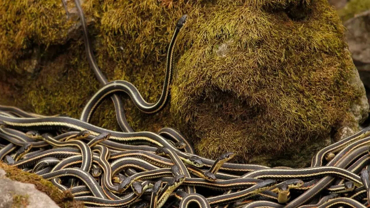 World’s largest snake den in Canada: Over 100,000 red-sided garter ...