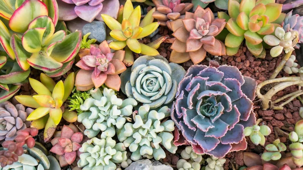 7 colourful succulents for sunny balconies