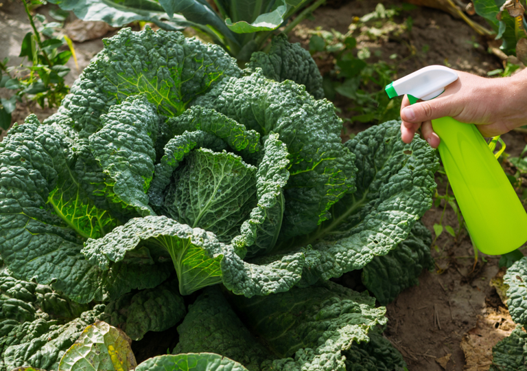 Los ingredientes caseros con los que puedes preparar el insecticida ...