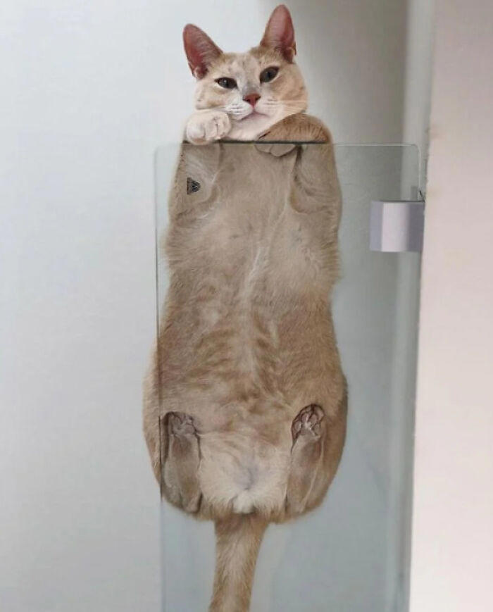Feline lovers assemble: Here are 45 funny pics of cats on glass that ...