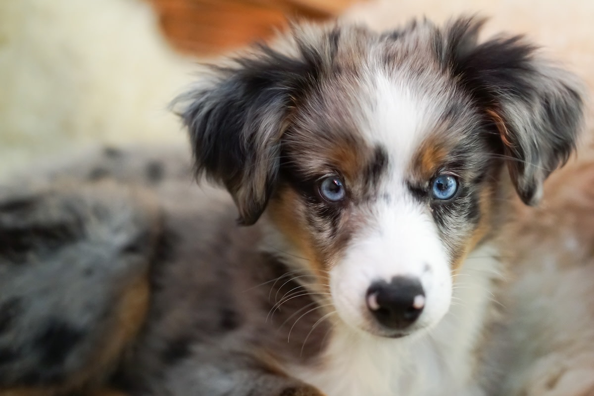 Mini Aussie puppy learning to skateboard has people cheering