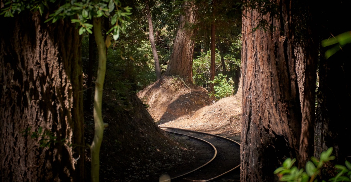 13 Northern California redwood groves with short trails for families
