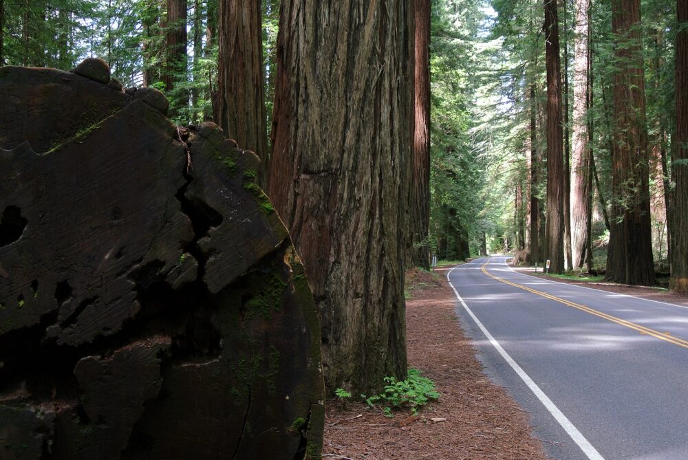 13 Northern California redwood groves with short trails for families