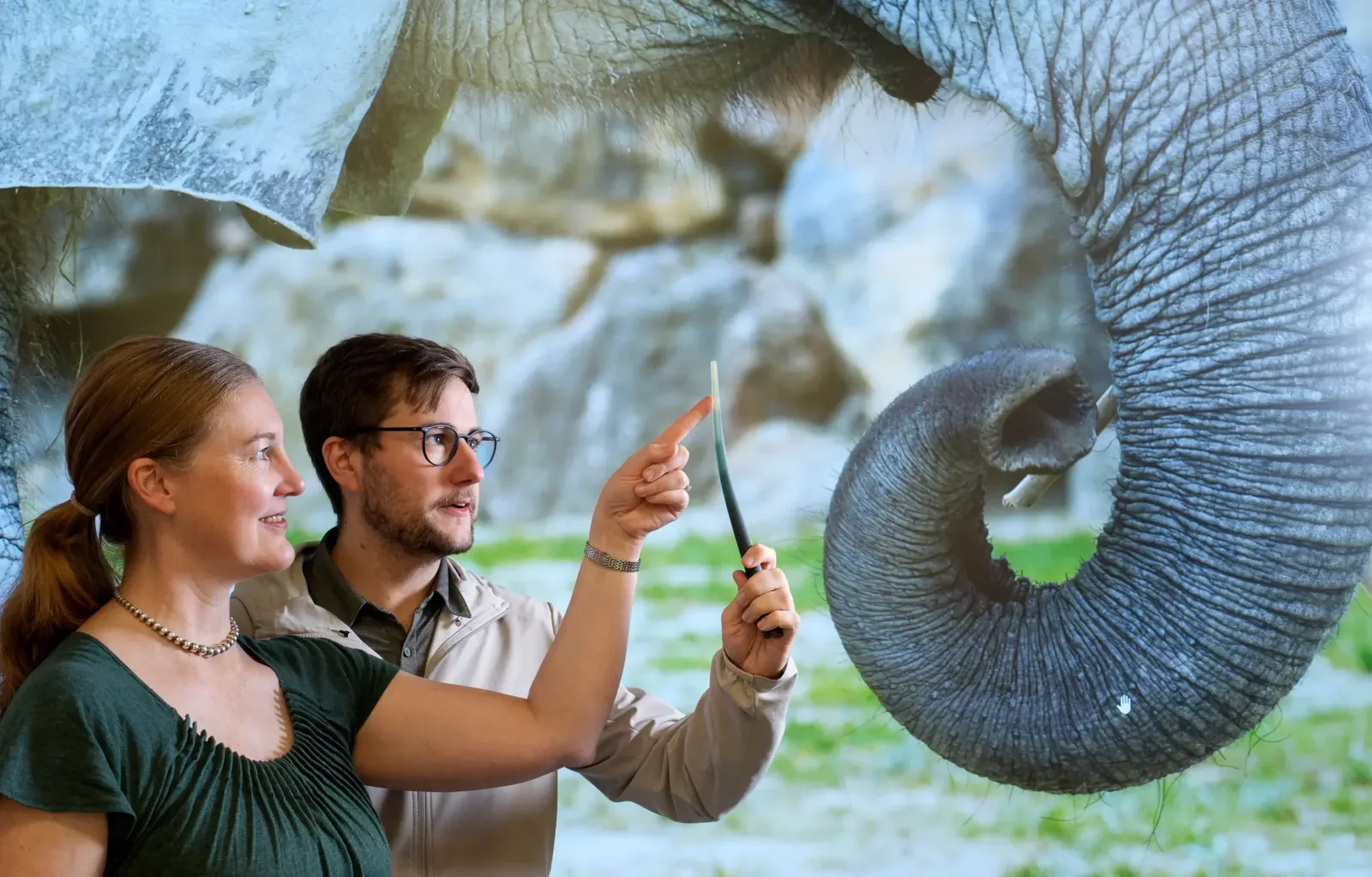 Elephant whiskers act like touch sensors built into the trunk