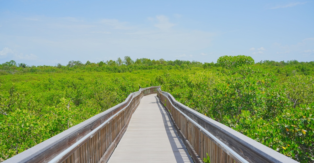 13 Louisiana bayou boardwalk parks for short walks and swamp views