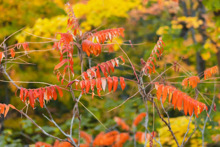 How to identify and remove tree of heaven
