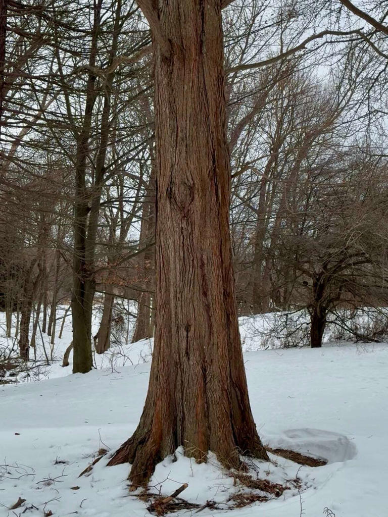 3 spots to see Michigan’s largest dawn redwoods, a species once ...