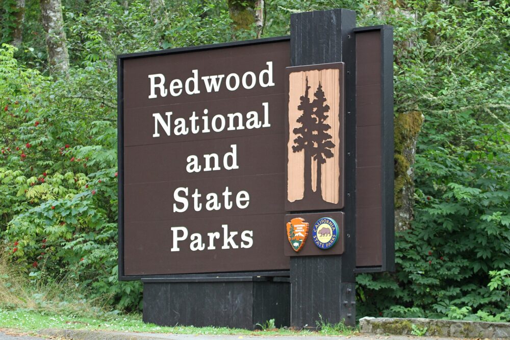 13 Northern California redwood groves with short trails for families