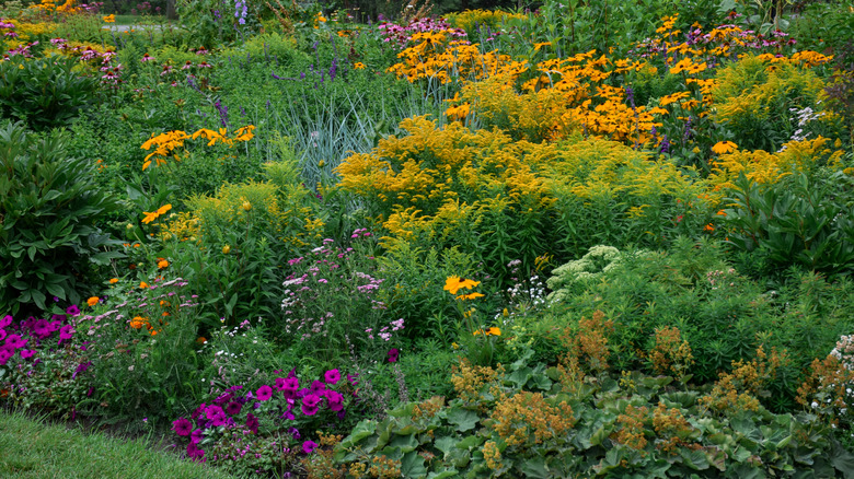 12 tall perennial plants to add height to your garden
