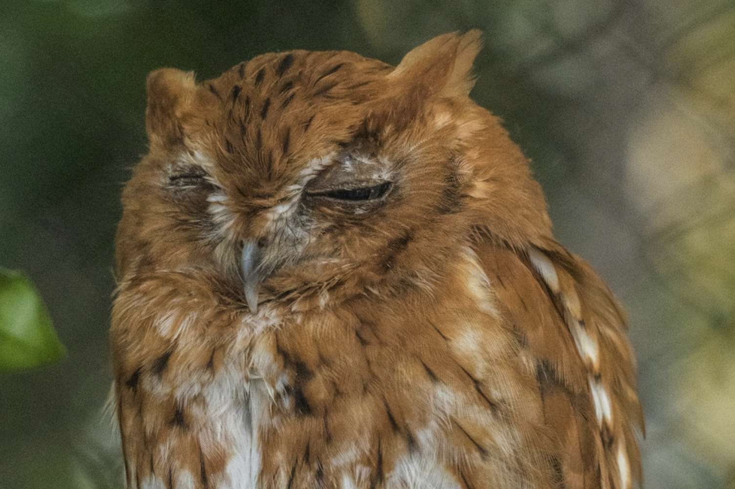 Screech owls begin house-hunting in Massachusetts as nesting season ...