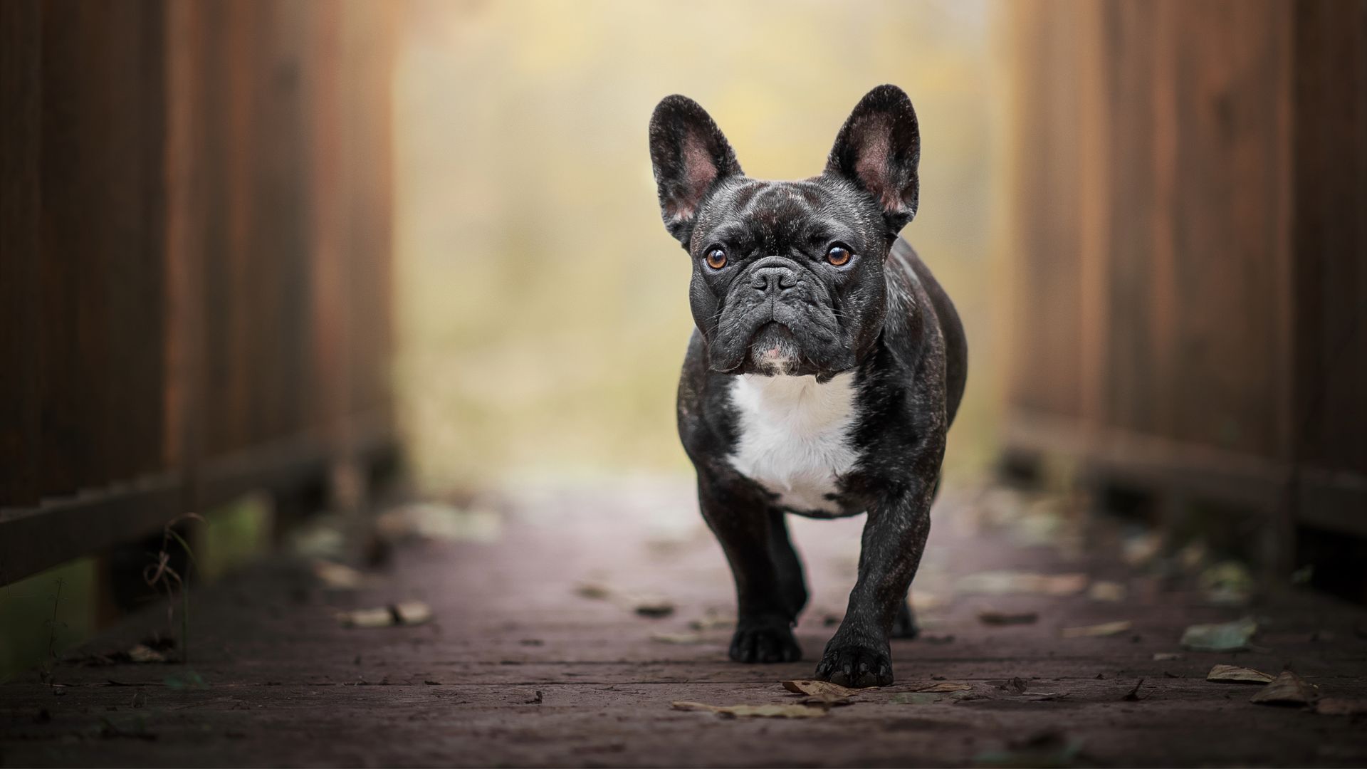 Low maintenance dog breeds for busy people