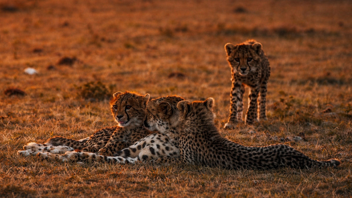 Wild cheetah cubs in natural habitat