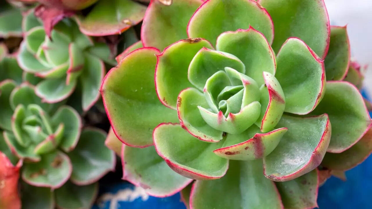 7 colourful succulents for sunny balconies