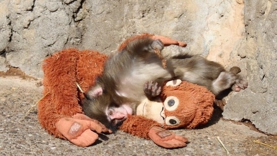 Punch the baby monkey goes viral for his love for his plush toy and ...