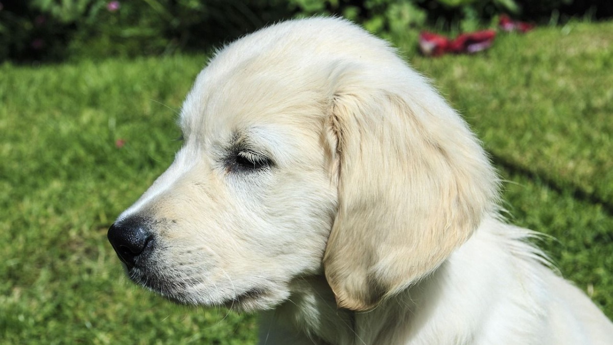 10 strange but common behaviors dogs have, according to experts