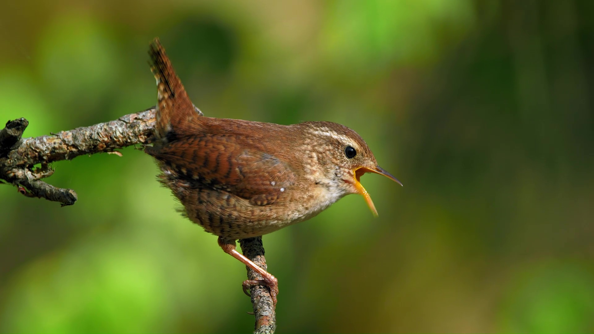 ¿Cómo puede un pájaro tan pequeño cantar tan fuerte?