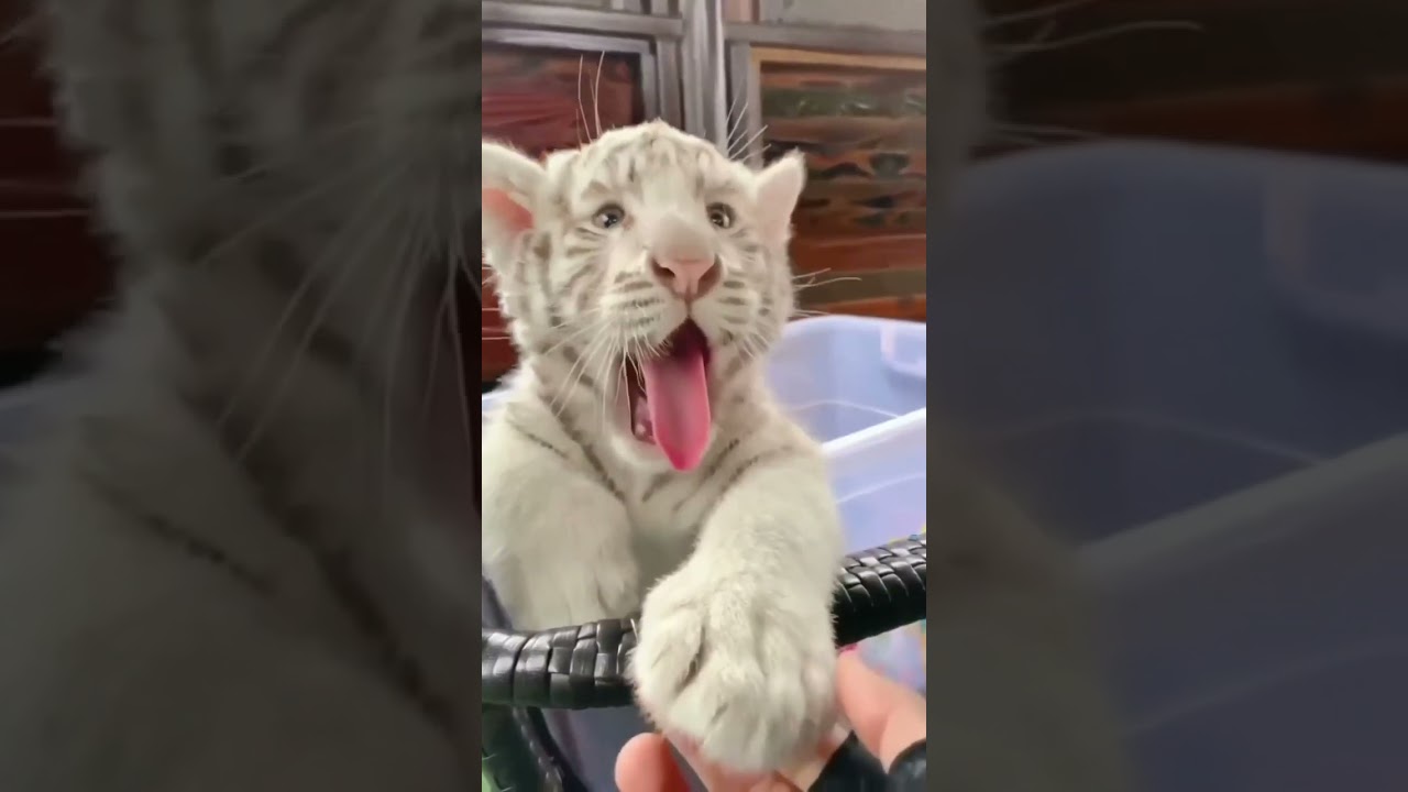 See a rare and majestic white tiger up close
