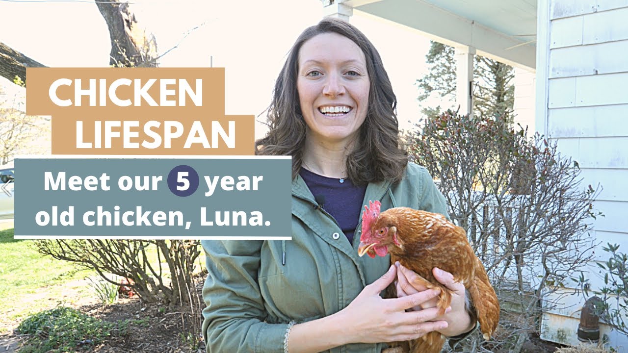 Everything you need to know about raising chickens for eggs