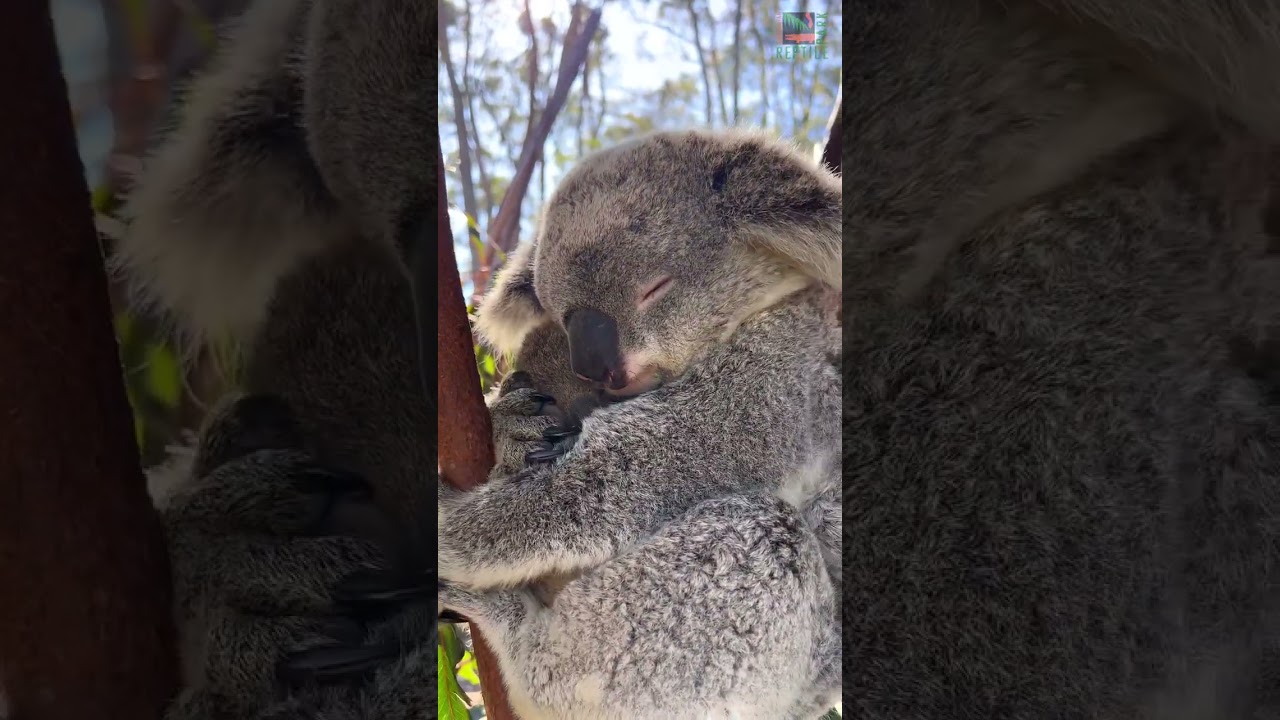 See a sweet baby koala cuddling with its loving mother
