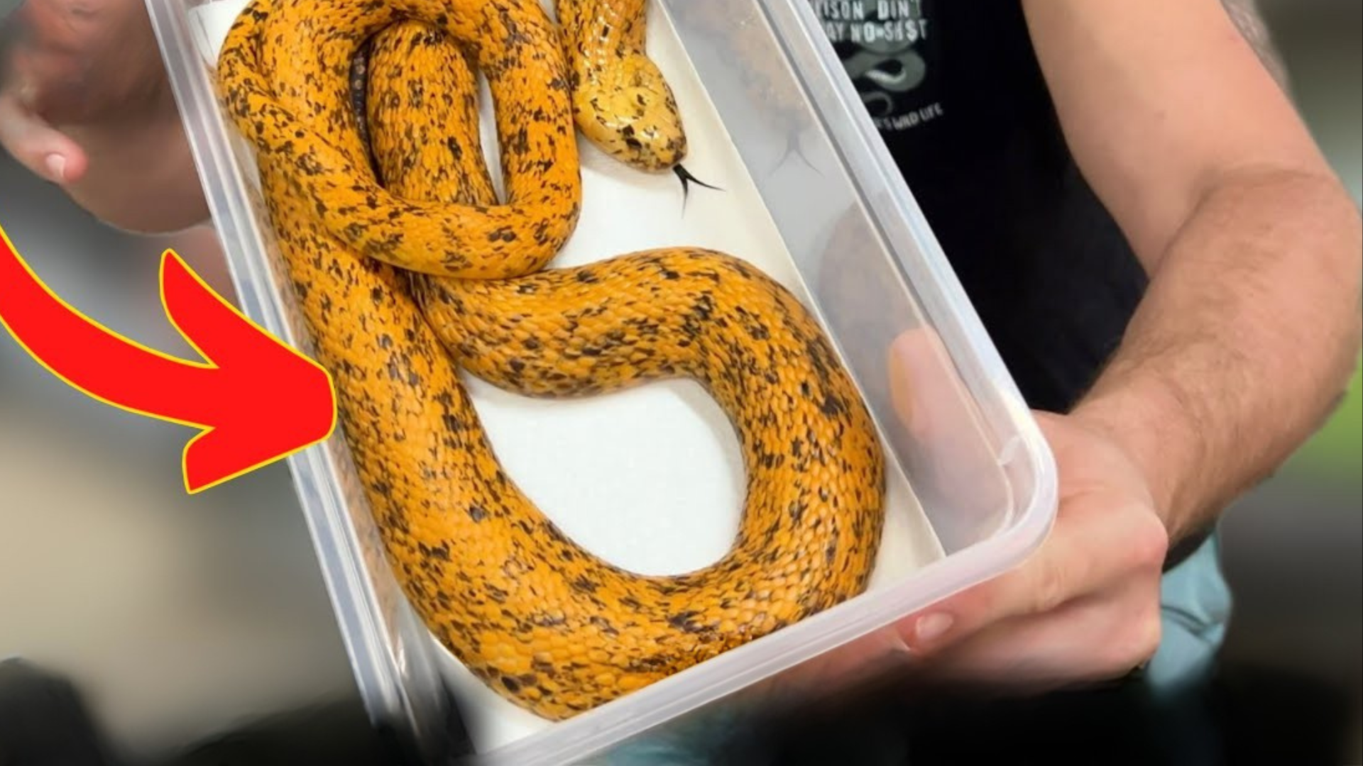 Meet the new golden cobra!