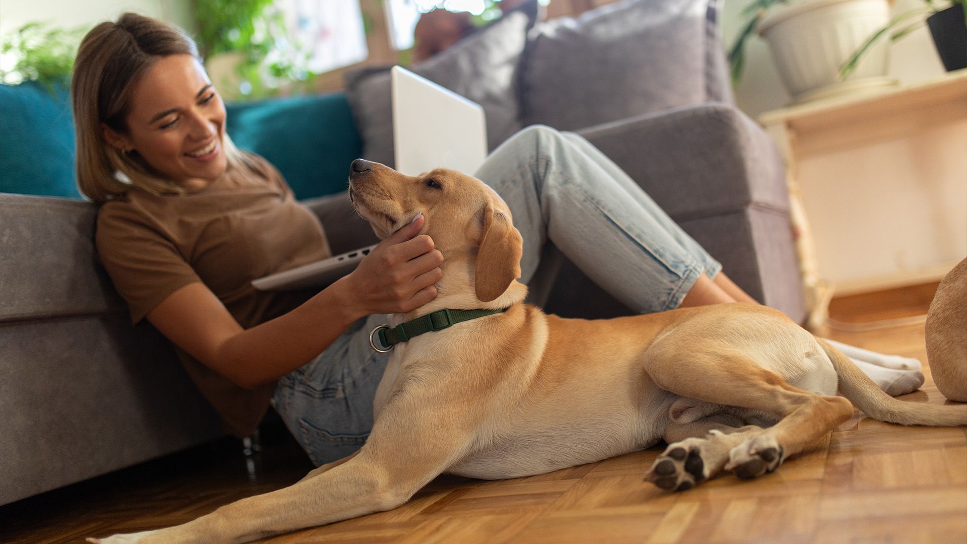 Low maintenance dog breeds for busy people