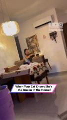 Cat refuses to move and owner obeys every single command instantly ...