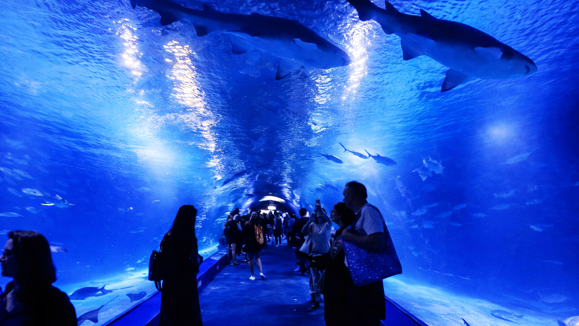Walking beneath sharks at Europe’s largest marine park