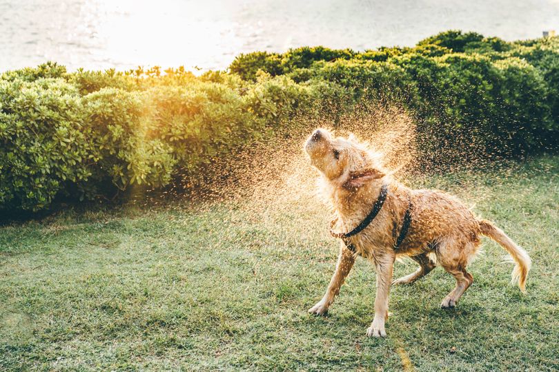 Dog trainer shares where 'wet dog smell' comes from - and why some are ...