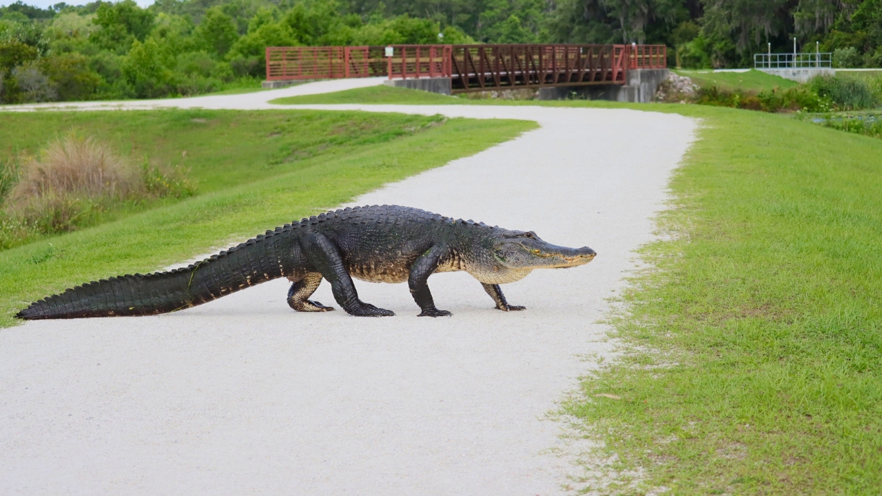 15 US states where nuisance alligator calls spike every spring