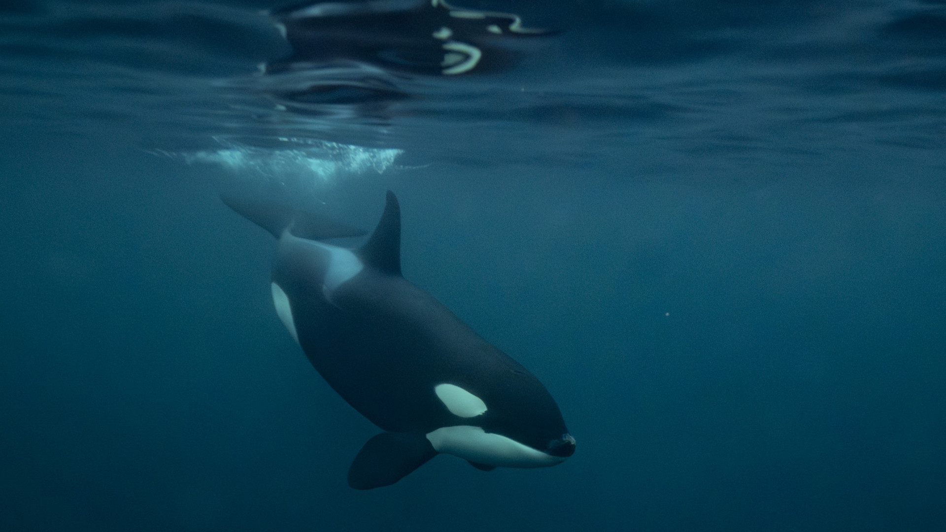 A deep dive into the killer whale matriarchy