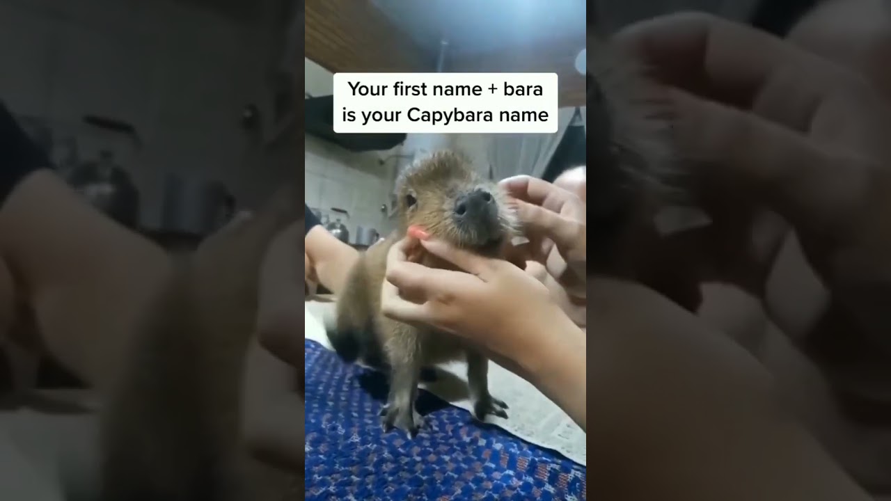 Pick your perfect capybara name for this adorable friend