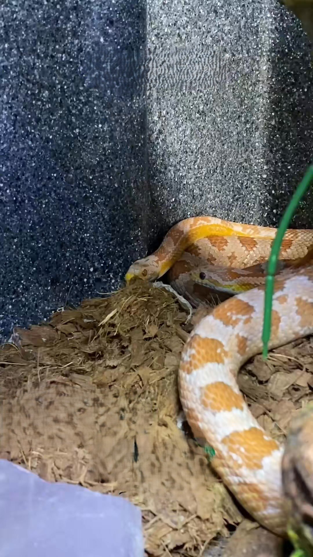 Let's breed corn snakes!