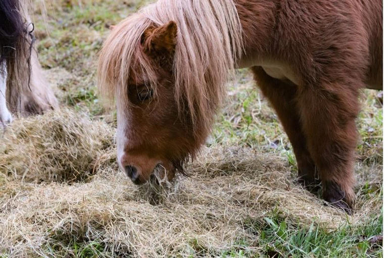 Somerset animal sanctuary issues urgent plea to survive winter as price ...