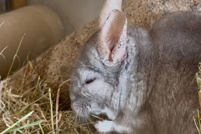 Somerset animal sanctuary issues urgent plea to survive winter as price ...