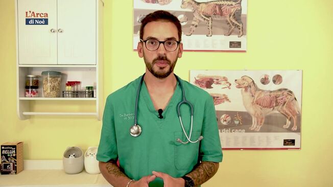 Mondo gatto