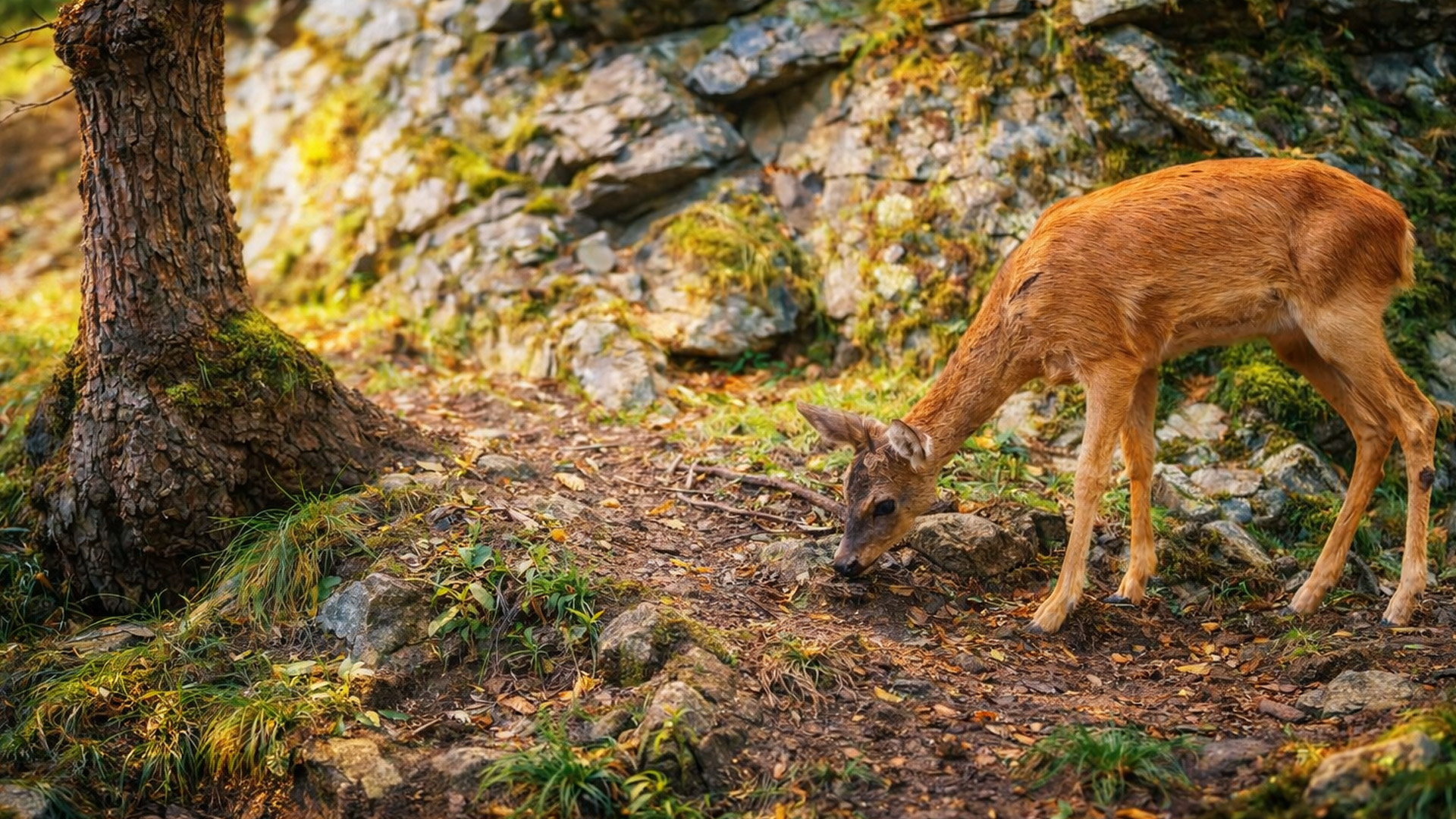 Wildlife activity caught on a silent camera trap
