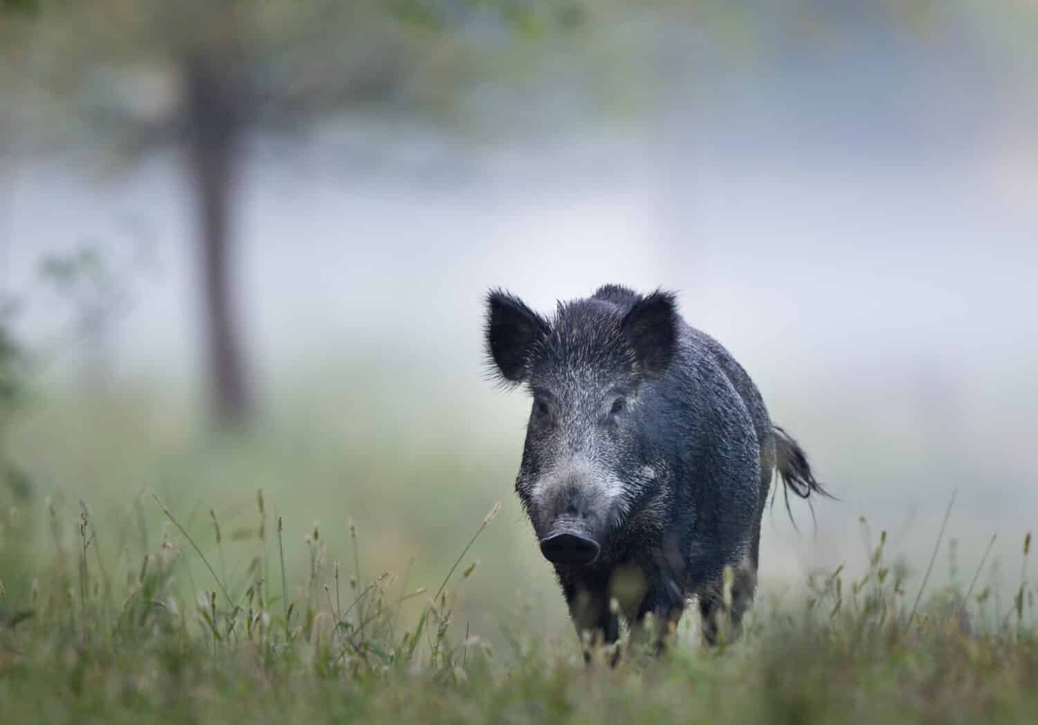 Texas has the worst wild hog problem in America